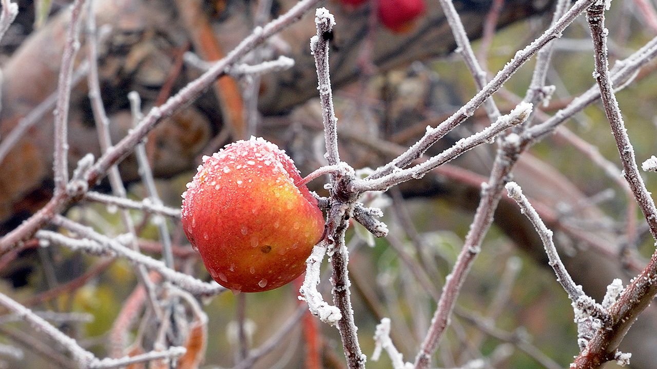 Apple flavors impacted by weather and climate
