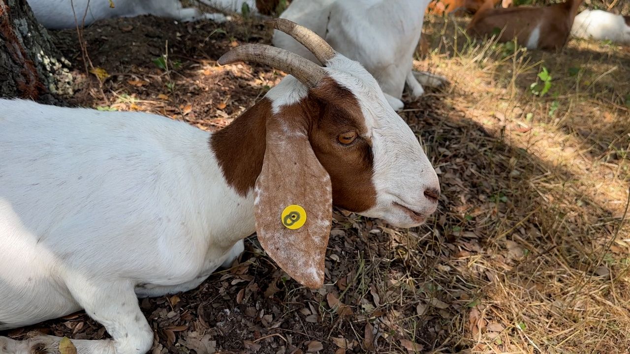 Austin non-profit brings in goats to solve poison ivy issue