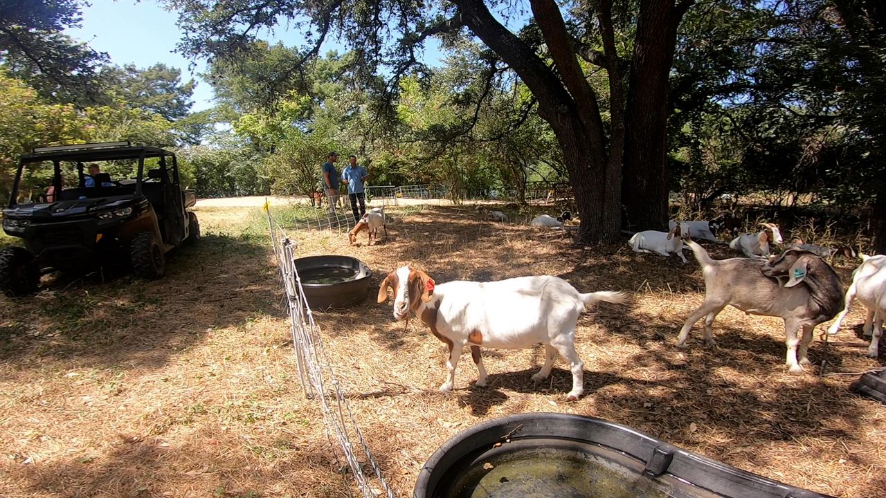 Austin non-profit brings in goats to solve poison ivy issue