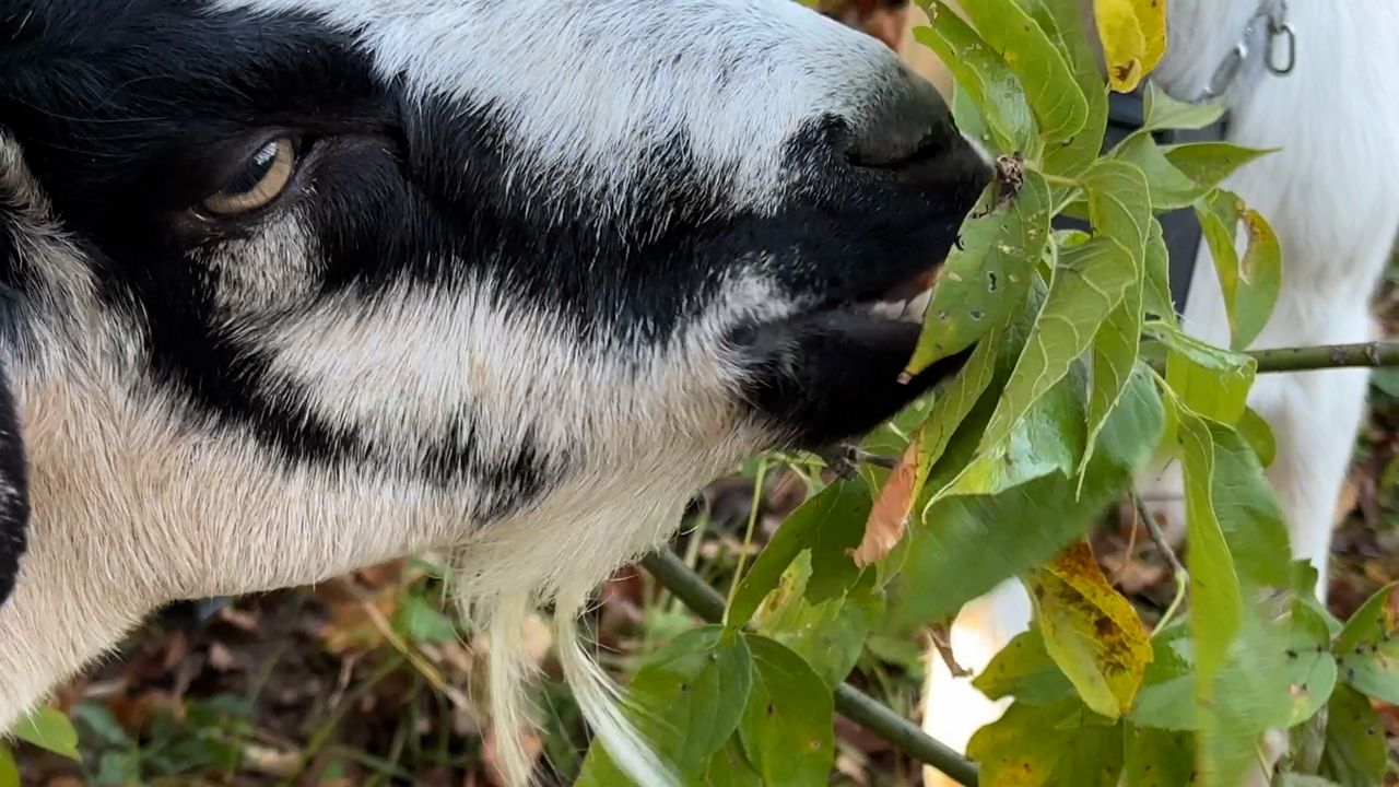 Goats, sheep roam golf course to control invasive plants