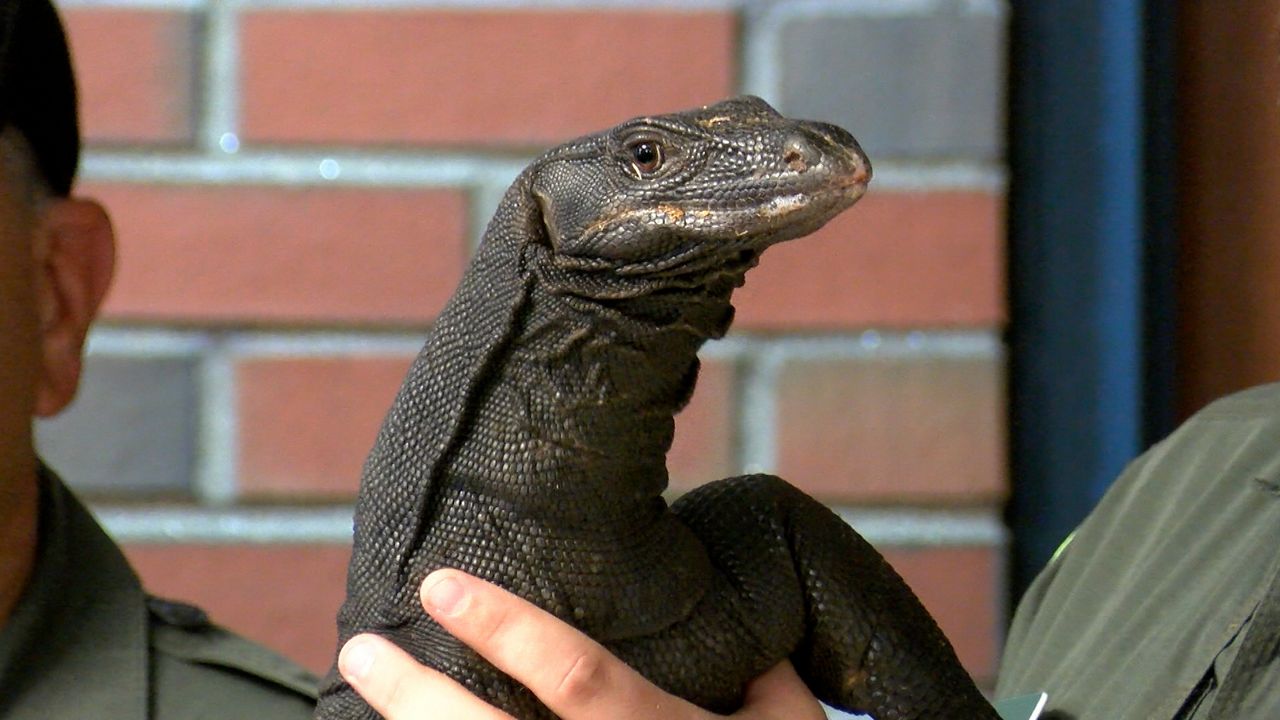 Escaped lizard, named 'Goose', finally captured