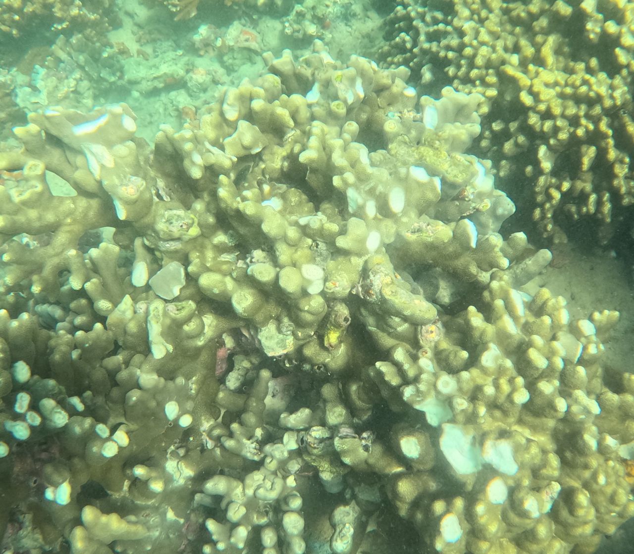 DLNR discovers extensive impacts to reef at Kaneohe Bay