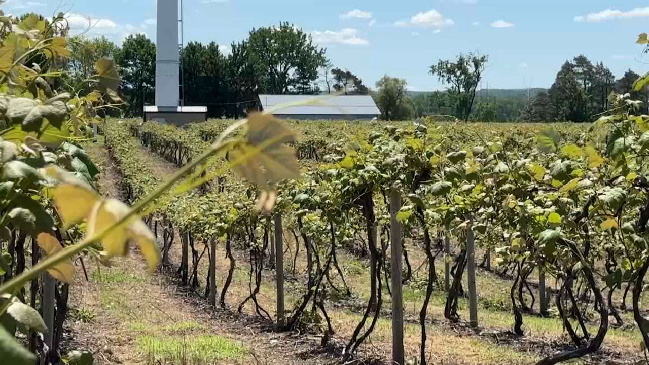 Grape growers weigh-in on crop insurance after April freeze