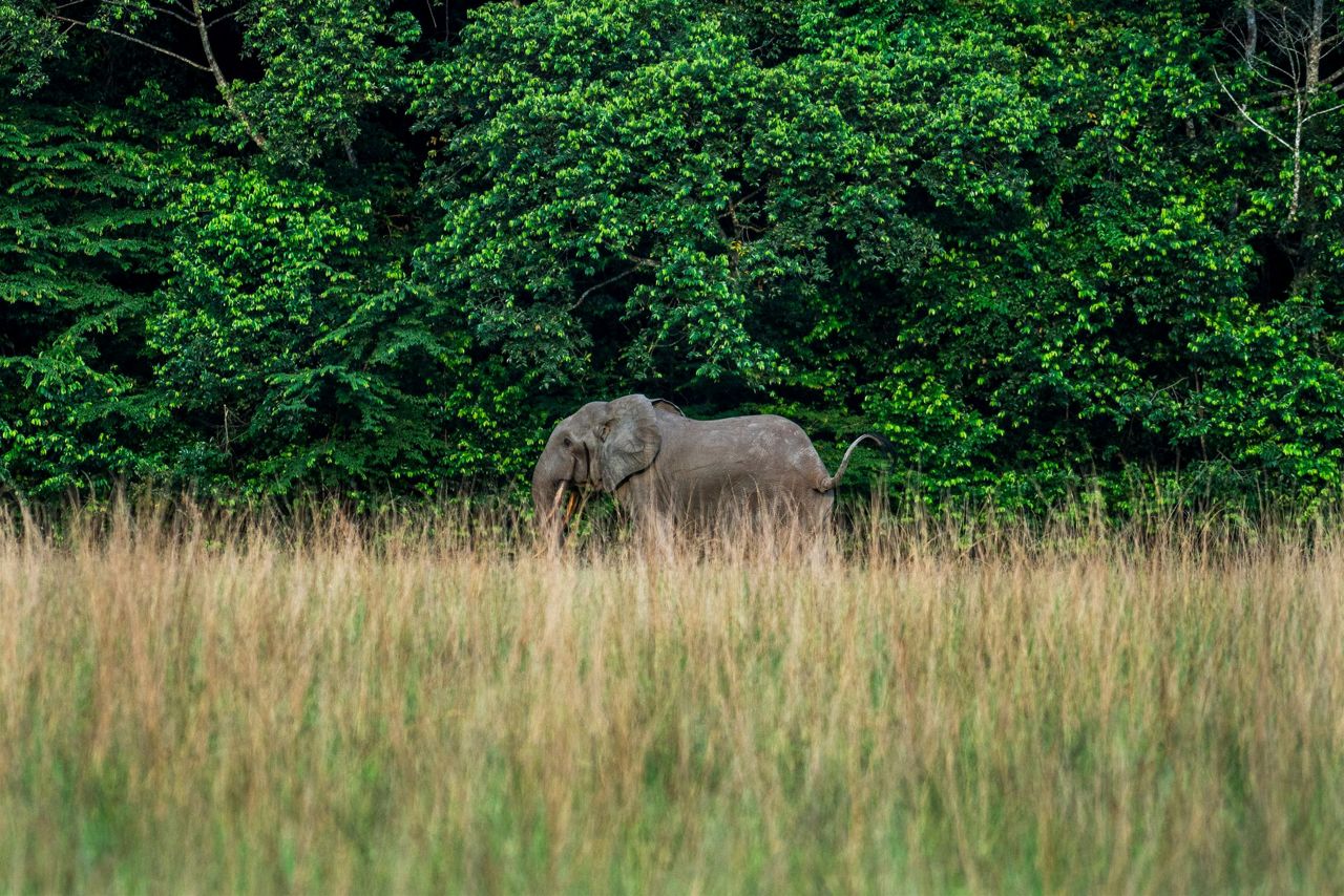 Gabon is last bastion of endangered African forest elephants