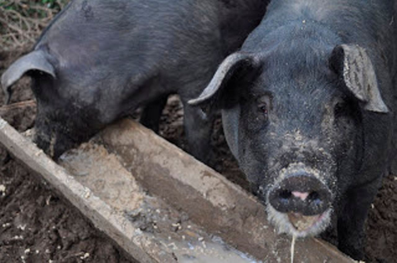 A solution for food waste in schools: Give it to the pigs
