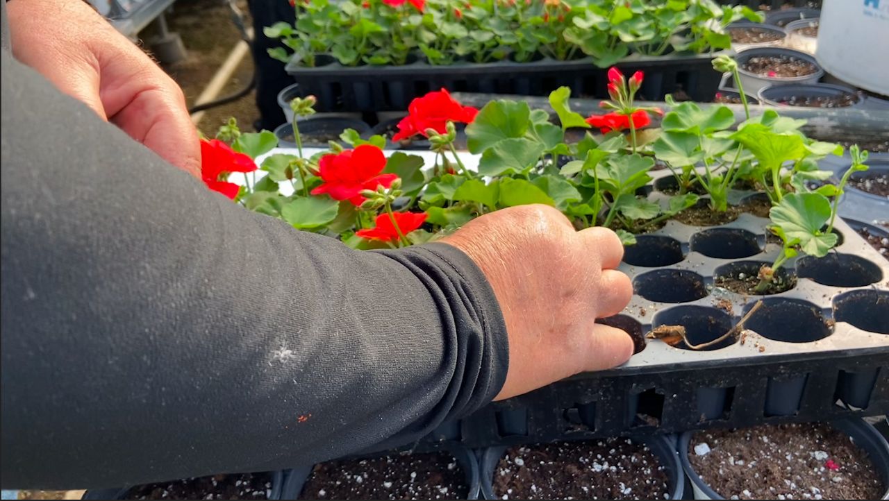 Garden centers affected by inflation prices expected to rise