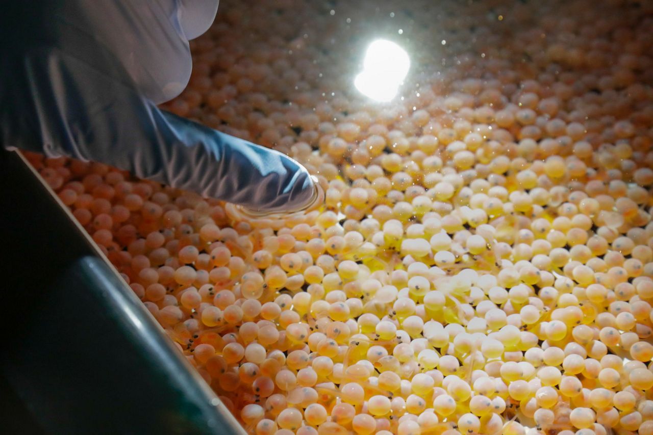 Restaurants could be 1st to get genetically modified salmon