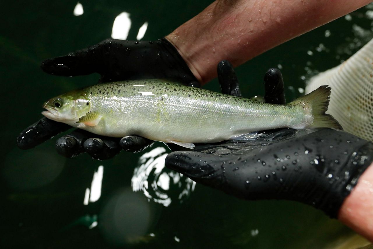 Restaurants could be 1st to get genetically modified salmon