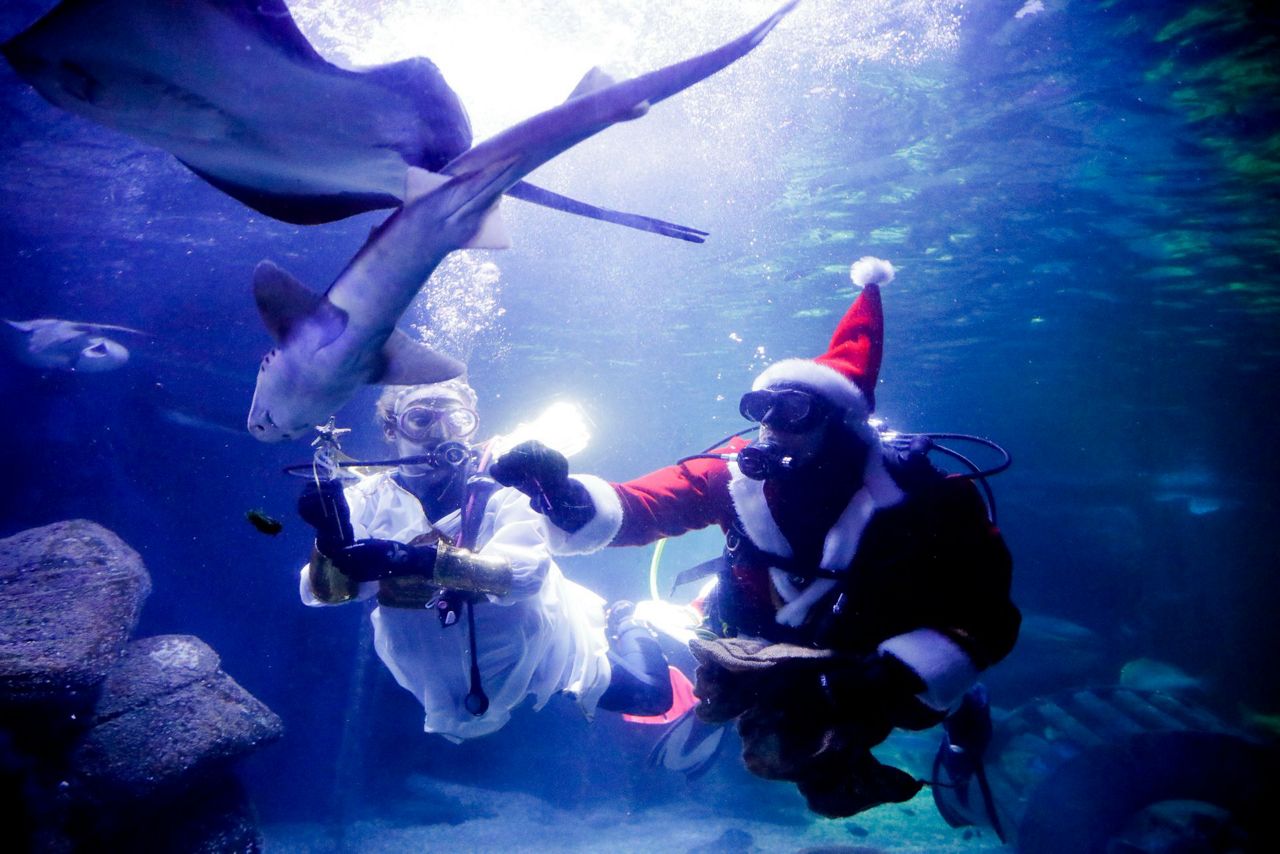 Ray of festive cheer: Santa feeds the fish in Berlin