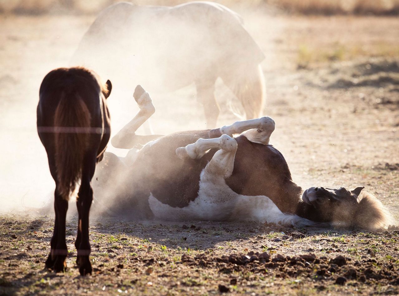 German farmers, nature suffering from unusual heat wave