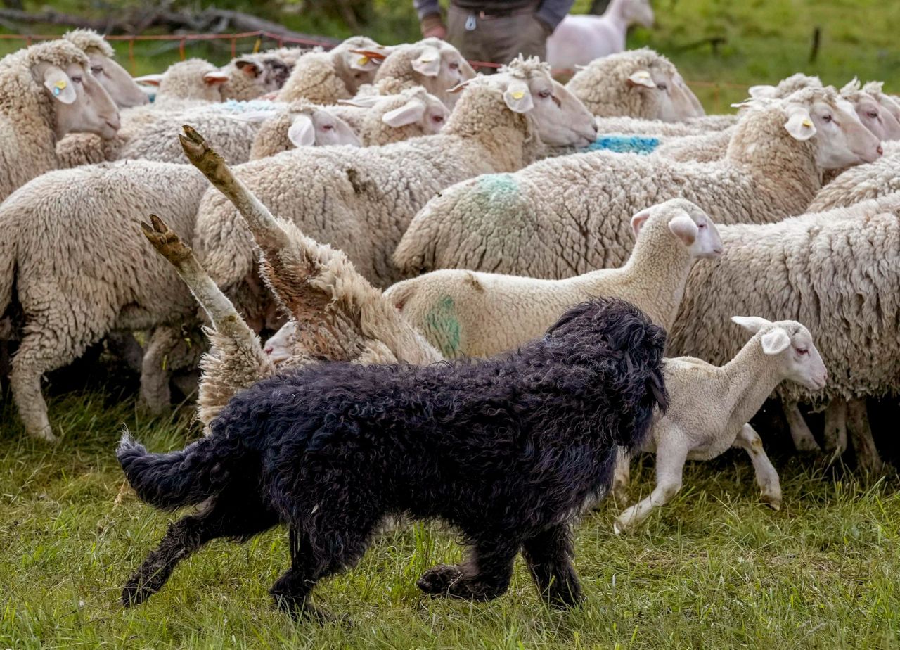 AP PHOTOS: Shearing time for sheep in Germany's mountains