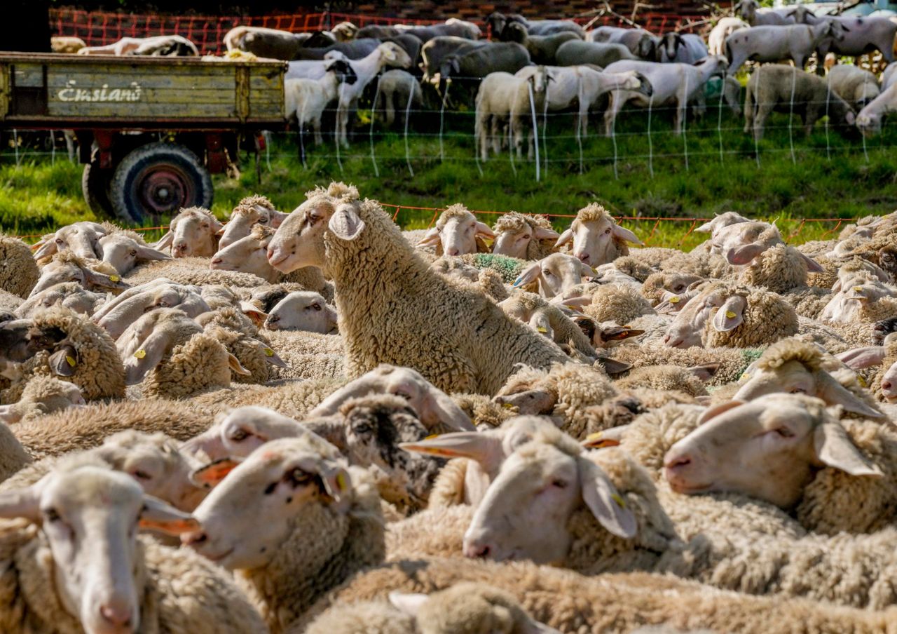 AP PHOTOS: Shearing time for sheep in Germany's mountains