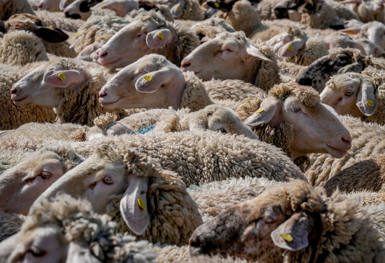 AP PHOTOS: Shearing time for sheep in Germany's mountains