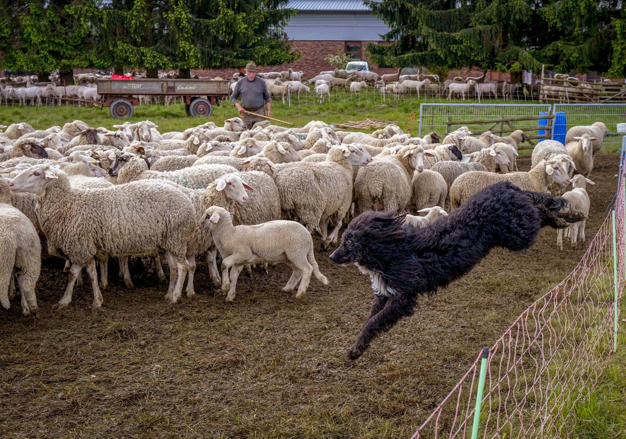 AP PHOTOS: Shearing time for sheep in Germany's mountains