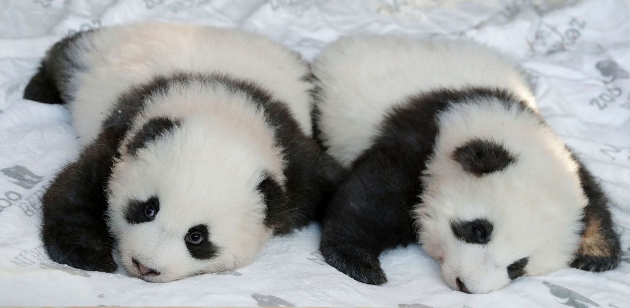 Berlin zoo reveals names, gender of their 2 panda twin cubs