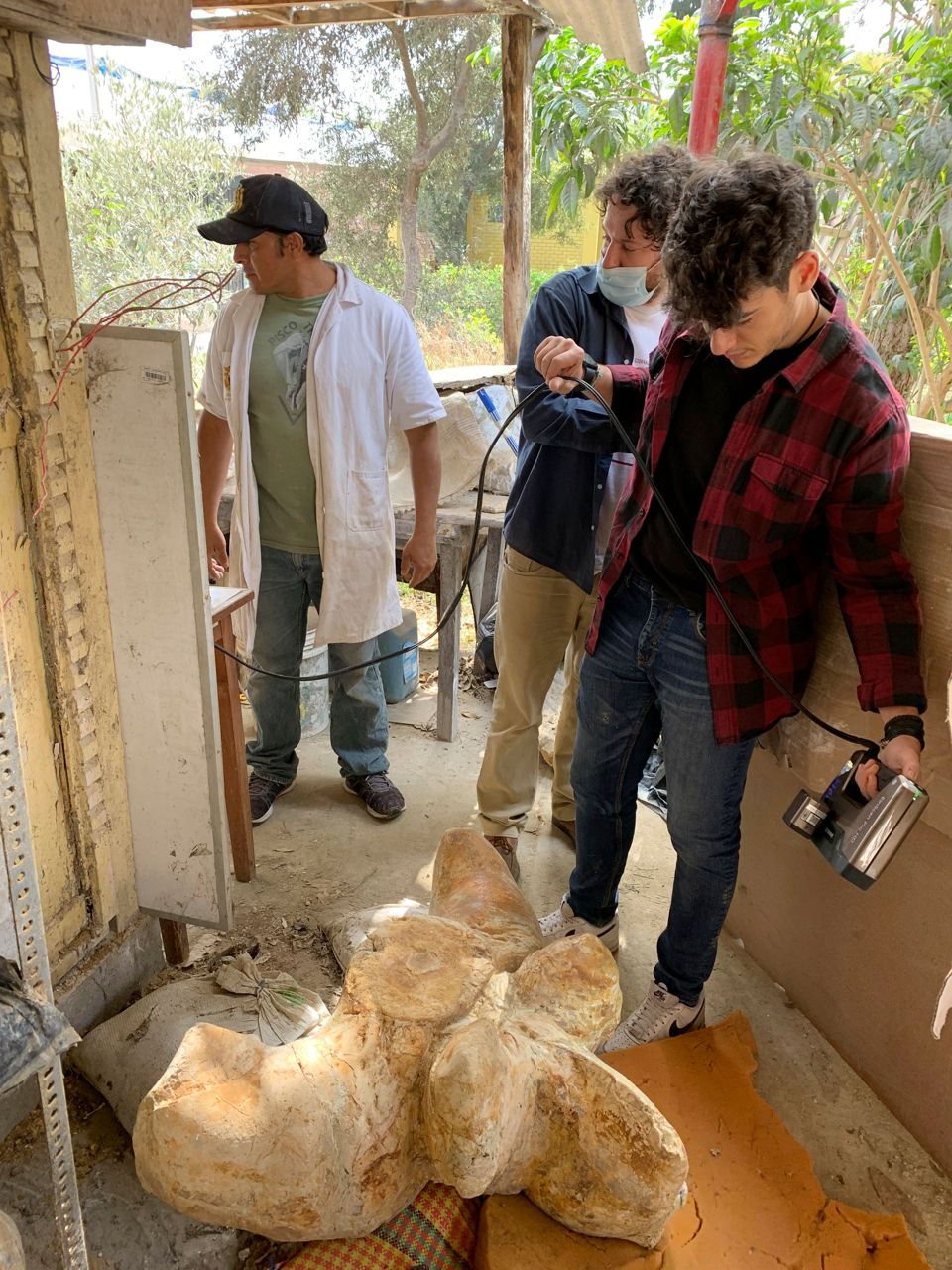 The heaviest animal ever may be this ancient whale found in the ...