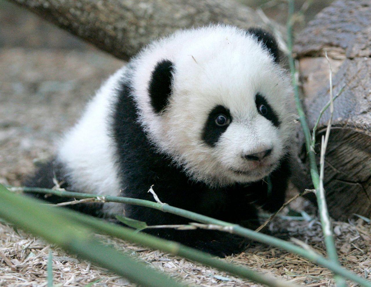 Could America's giant panda exodus be reversed? The Chinese president's ...