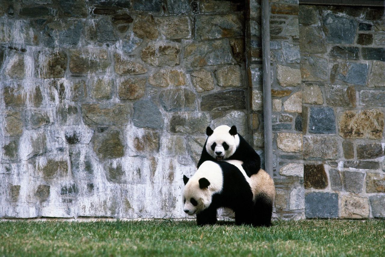 Could America's giant panda exodus be reversed? The Chinese president's ...