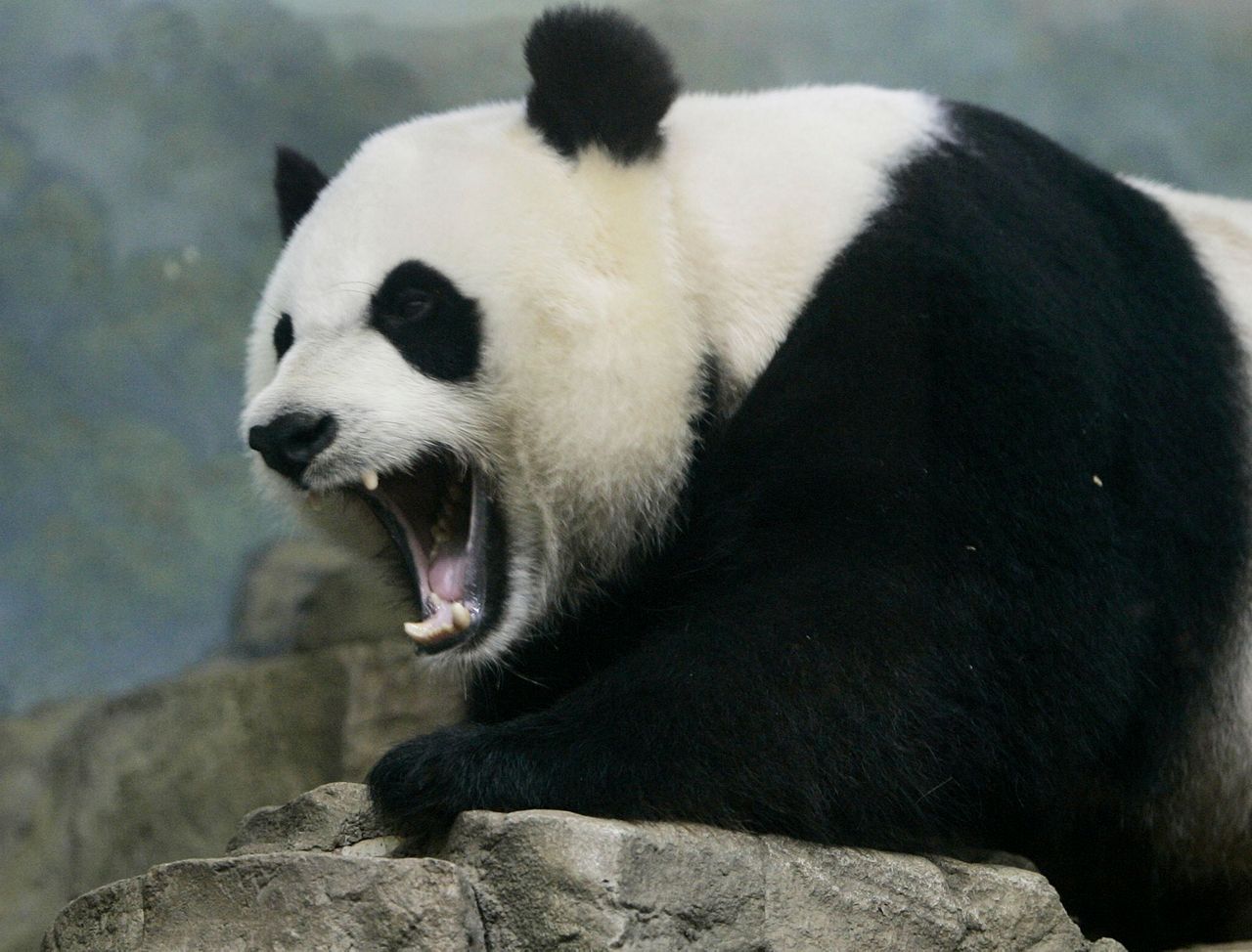 Could America's giant panda exodus be reversed? The Chinese president's ...