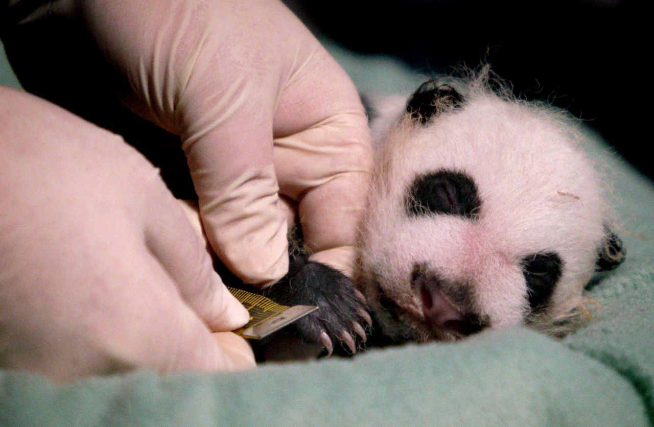 Could America's giant panda exodus be reversed? The Chinese president's ...