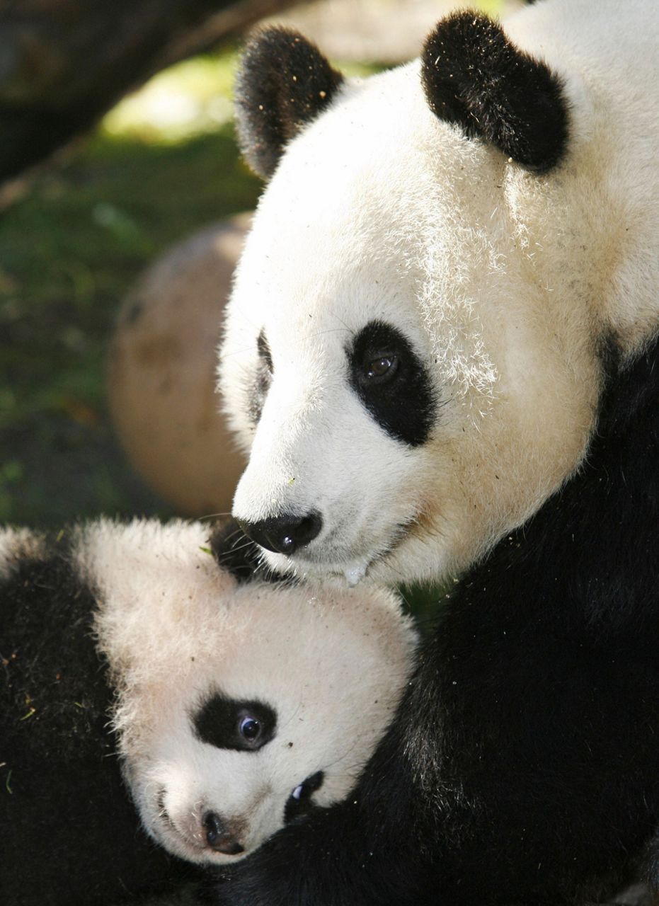 Could America's giant panda exodus be reversed? The Chinese president's ...