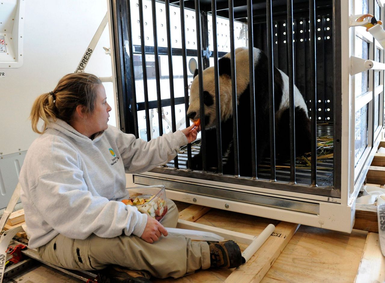 Could America's giant panda exodus be reversed? The Chinese president's ...