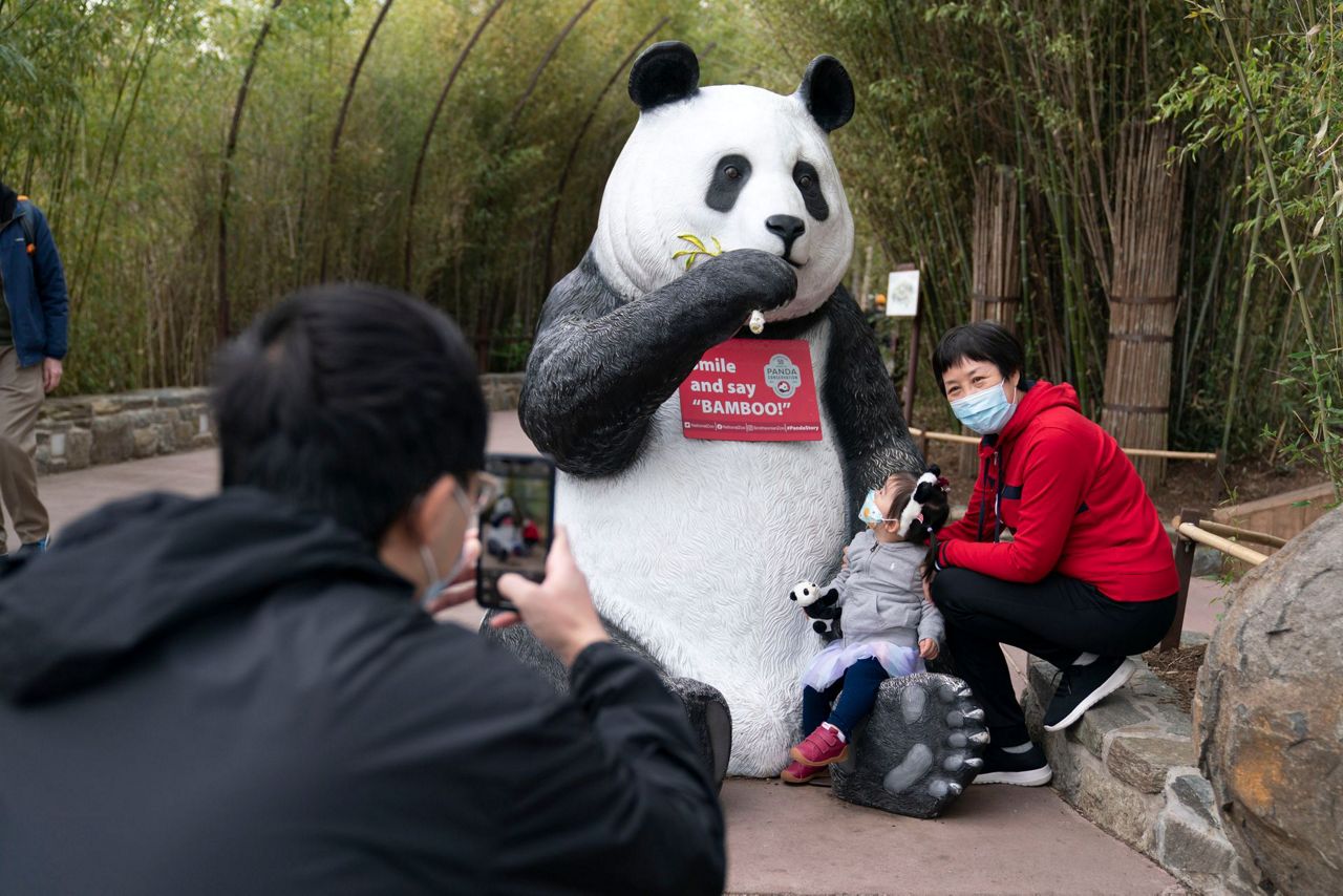 4 Panda Facts To Celebrate 50 Years Of Pandas At The National Zoo – PTJCCV