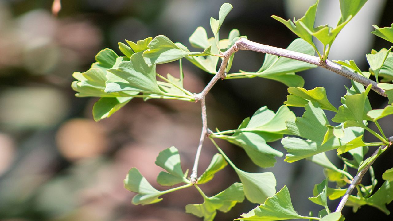 Seedling from atomic bomb survivor tree planted in San Diego