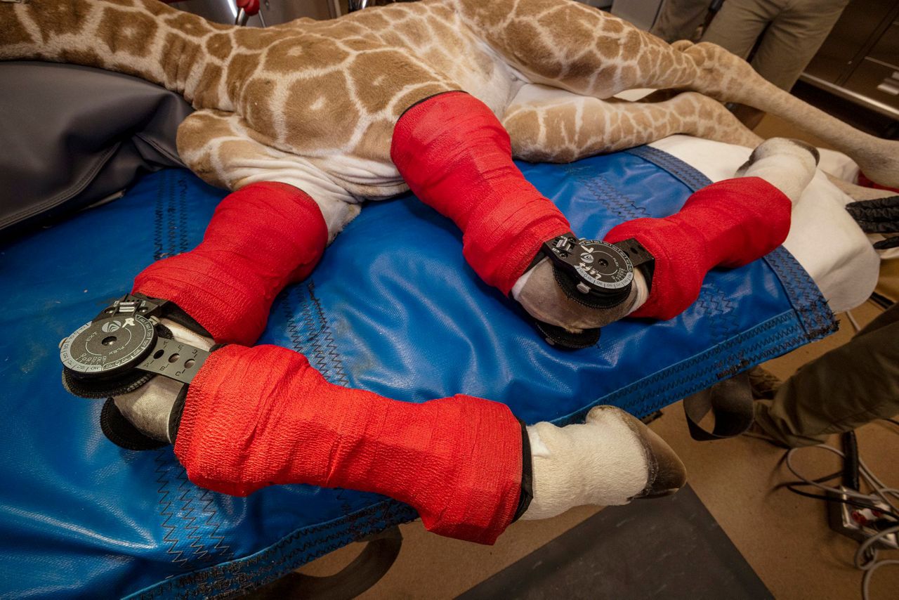 Bracing for her future: Human medicine rescues giraffe