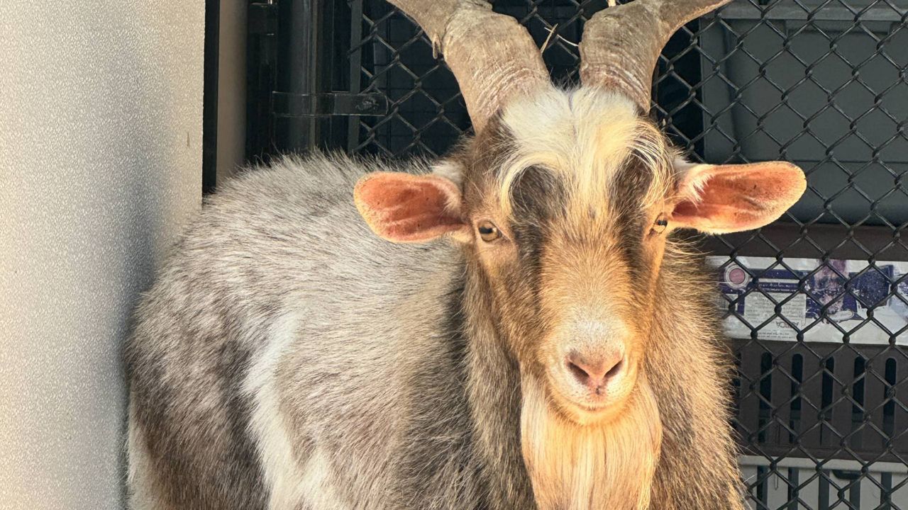 Mountain goat stuck under Kansas City bridge survives
