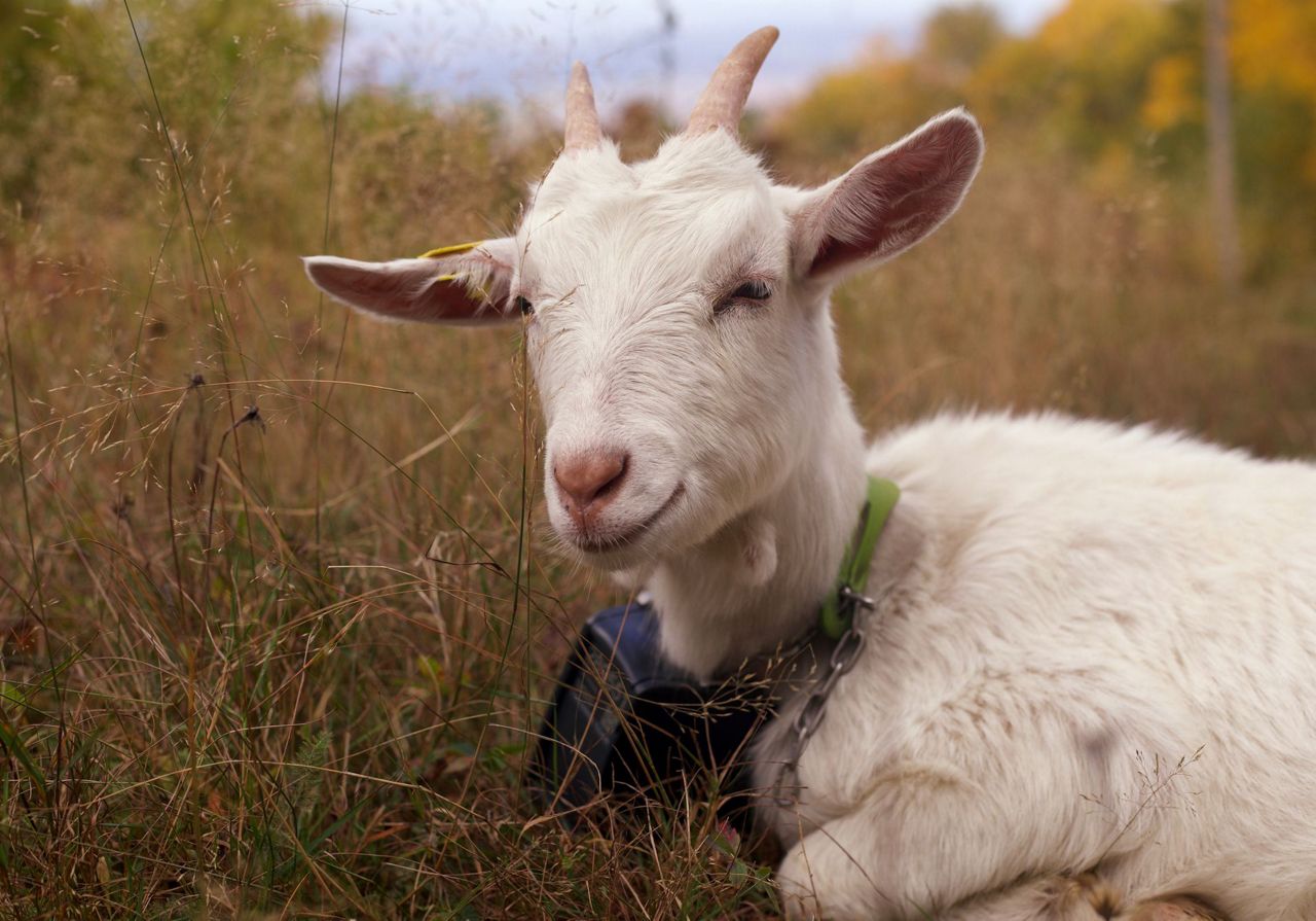 Livestock landscaping: Vermont ski areas employ goats and sheep to ...
