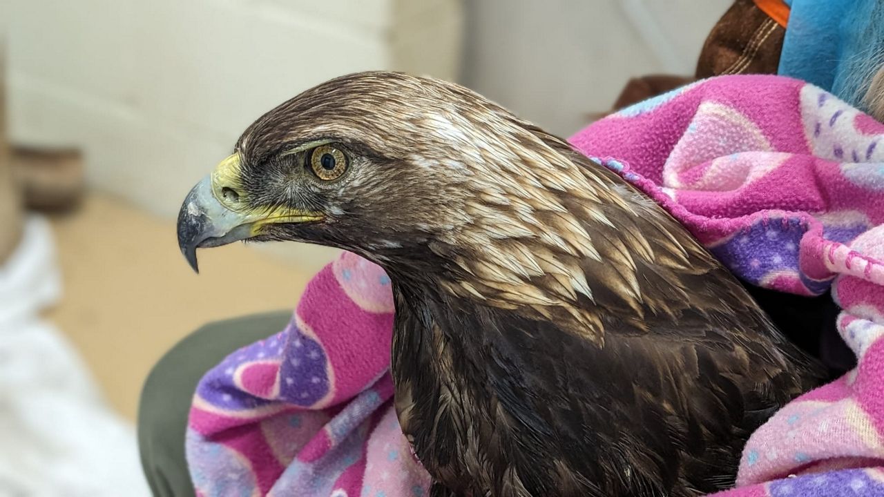 Golden eagle released after being rescued during storm