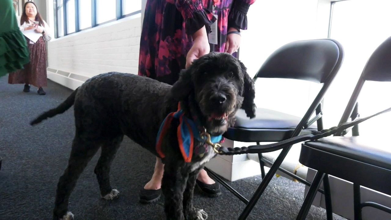 Therapy dogs help comfort newly arrived migrants
