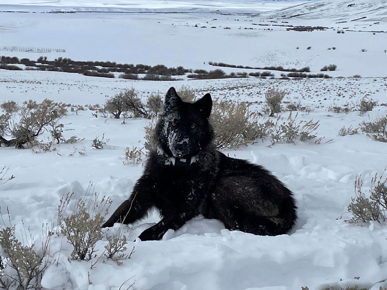 Colorado releases first 5 wolves in reintroduction plan approved by ...