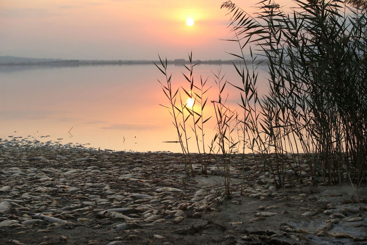 Greece: Oxygen-starved fish dying in drought-hit lake