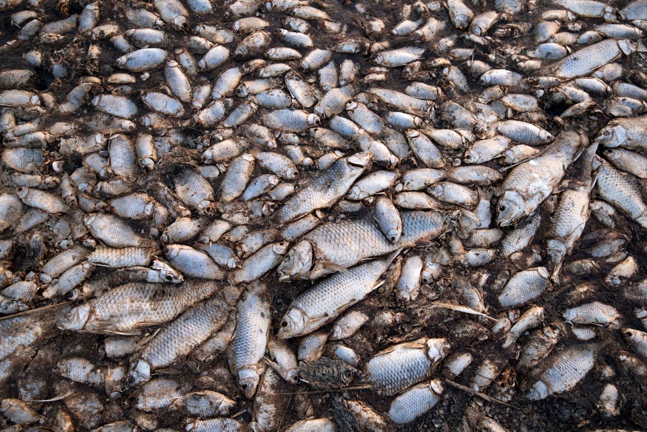 Greece: Oxygen-starved fish dying in drought-hit lake