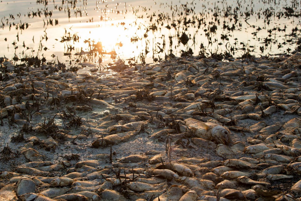 Greece: Oxygen-starved fish dying in drought-hit lake