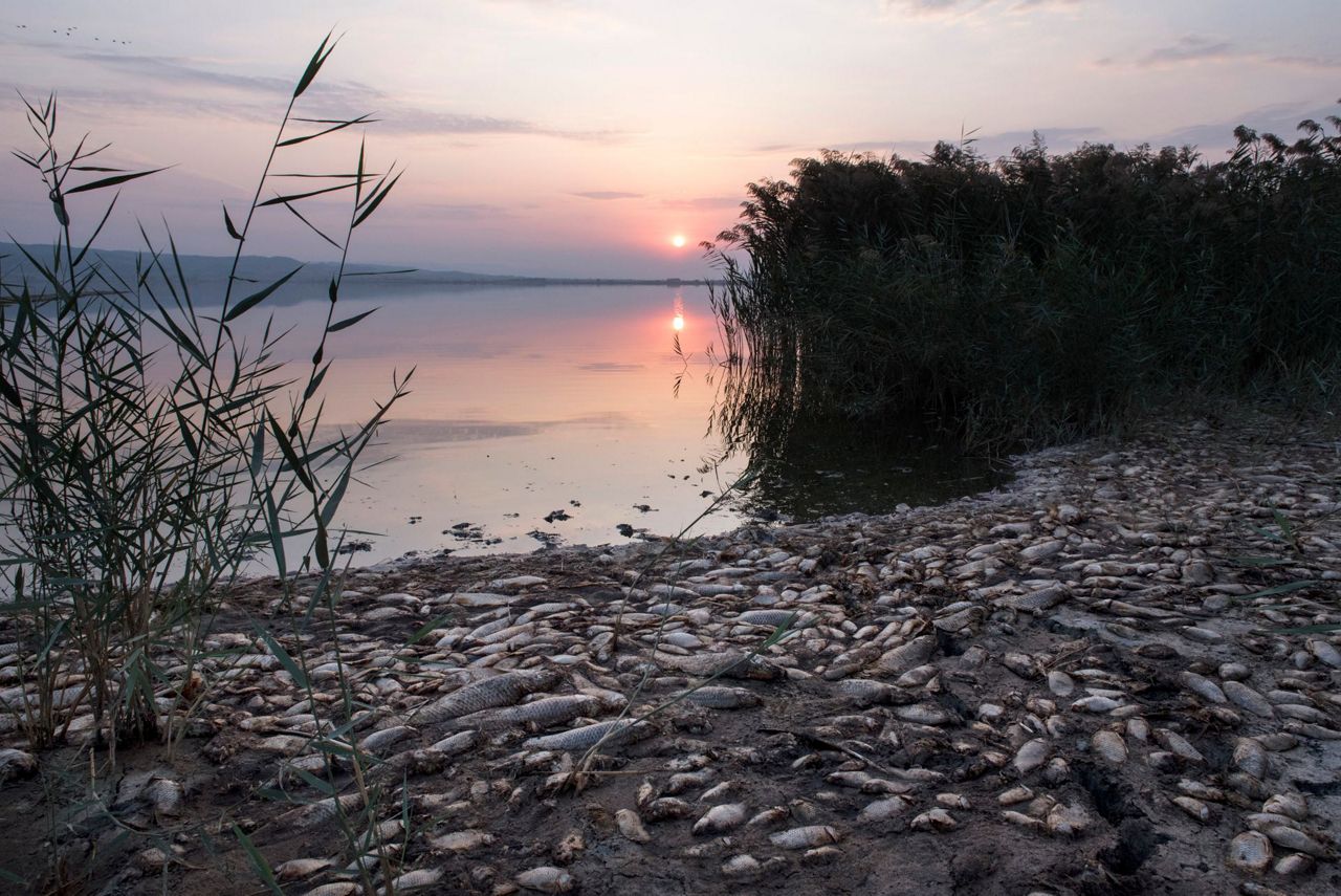 Greece: Oxygen-starved fish dying in drought-hit lake