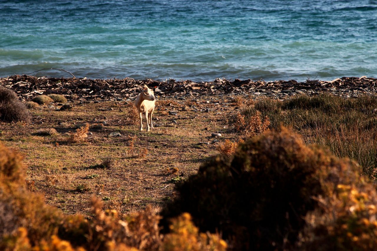 Tens of thousands of goats munch Greek island into crisis