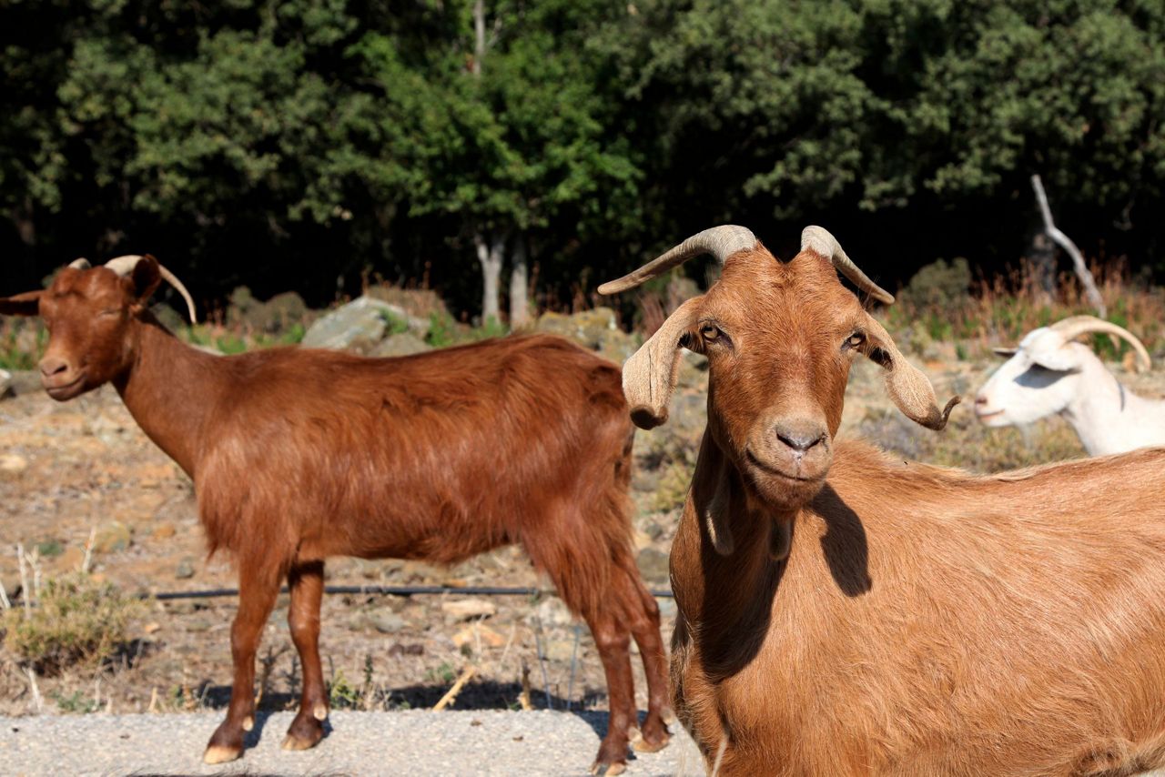 Tens of thousands of goats munch Greek island into crisis