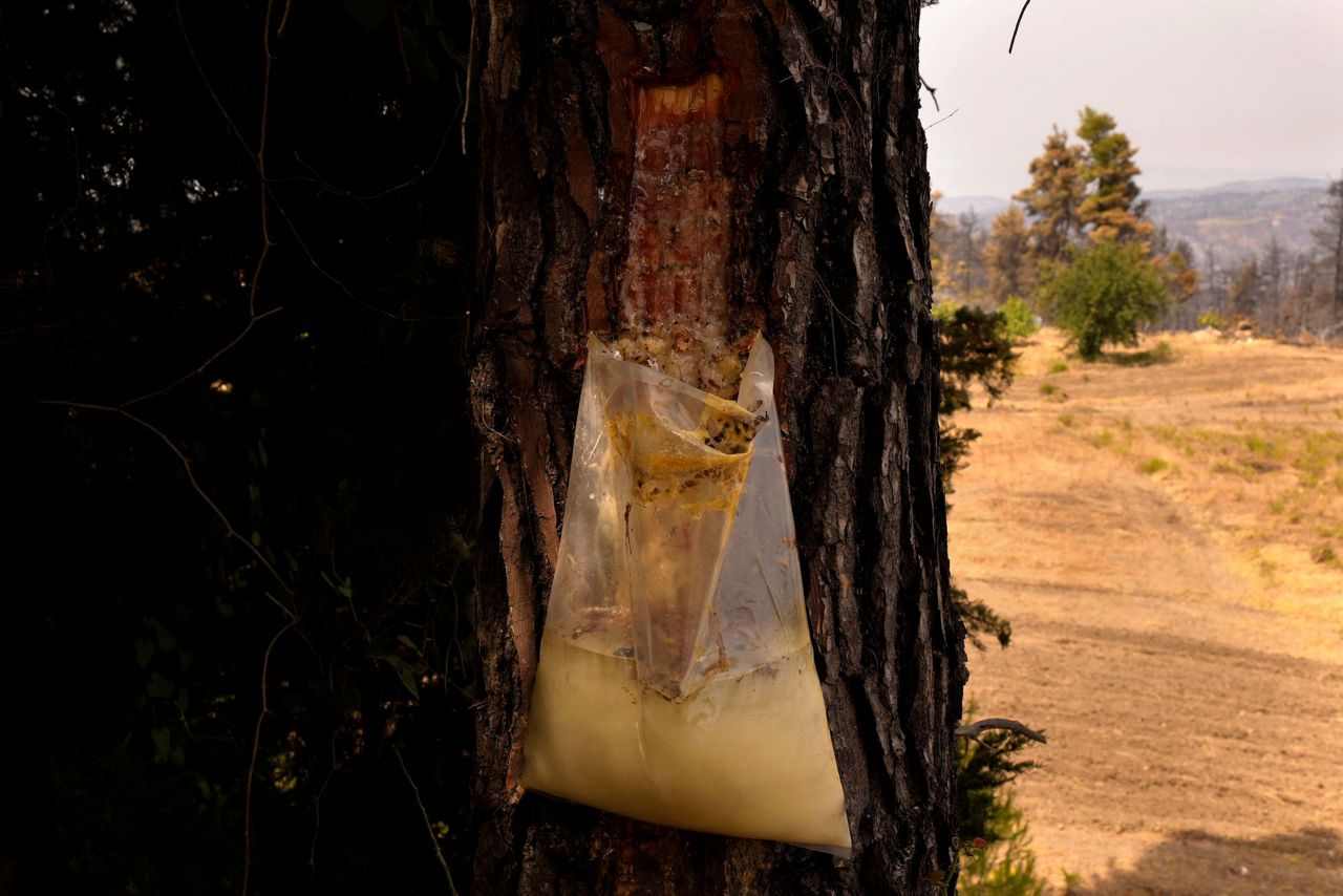 Greece: Forest fire destroys jobs of pine resin collectors