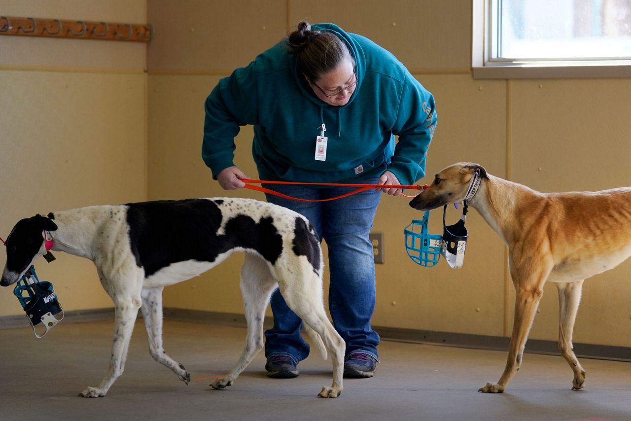 Greyhound racing nearing its end in the US after long slide