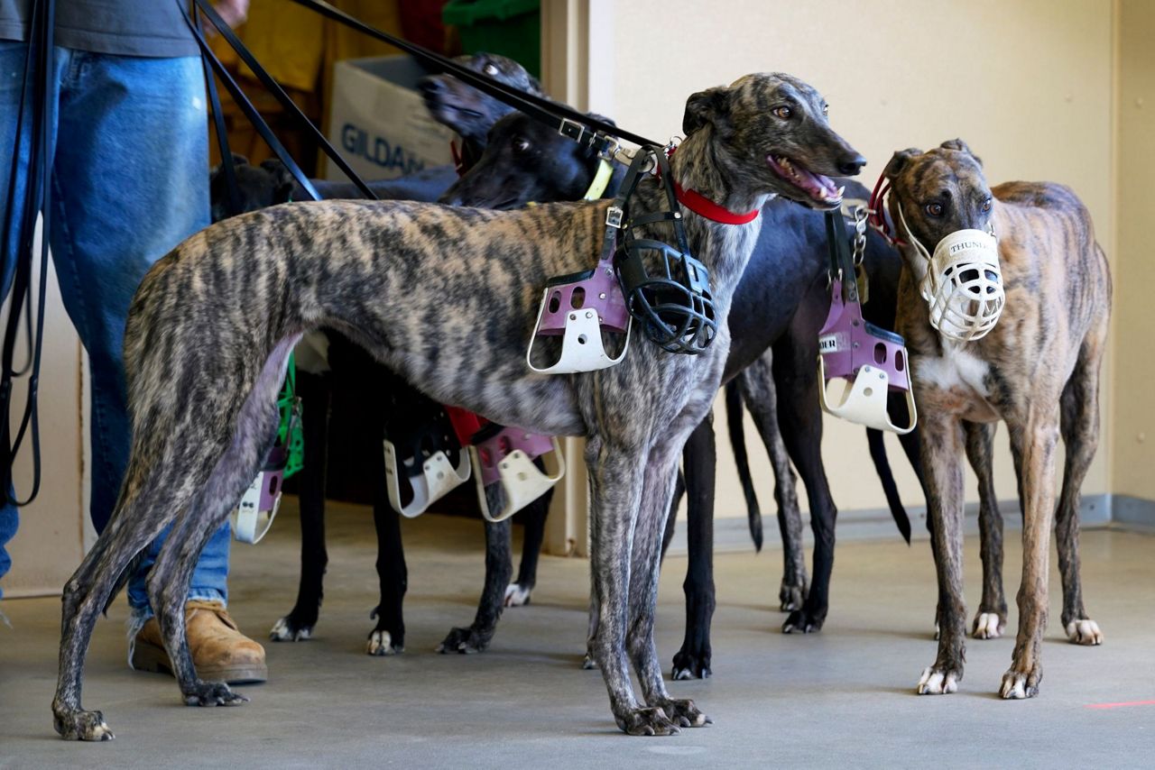Greyhound racing nearing its end in the US after long slide