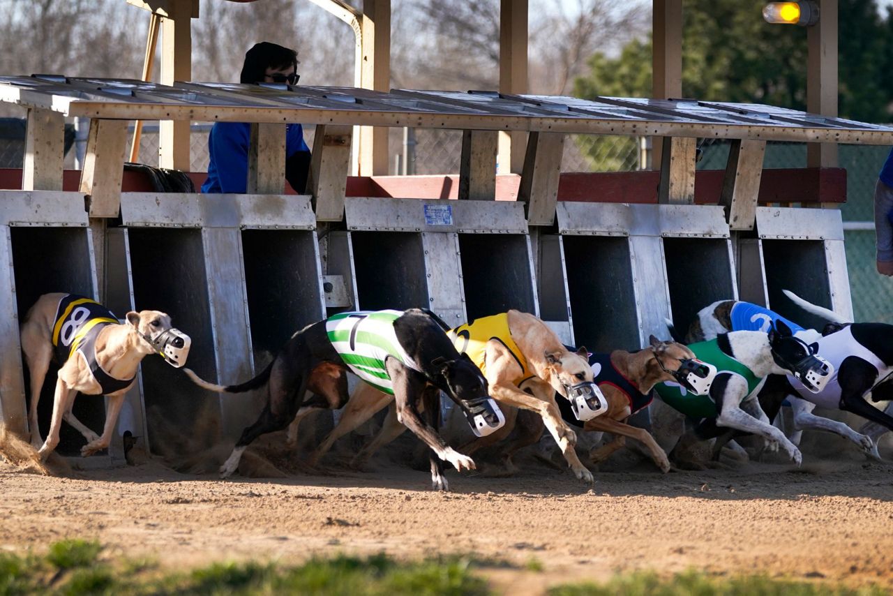 Greyhound racing nearing its end in the US after long slide