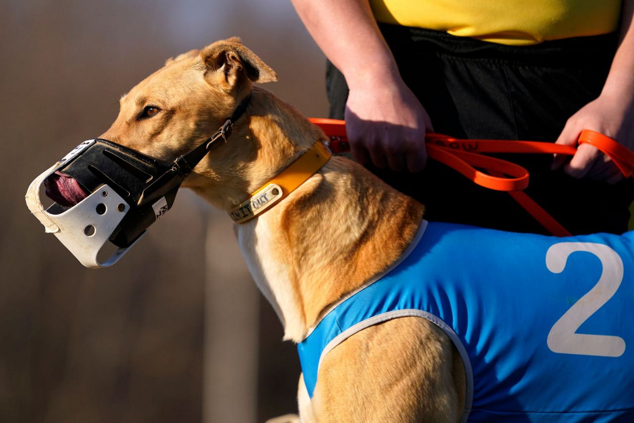 Greyhound racing nearing its end in the US after long slide