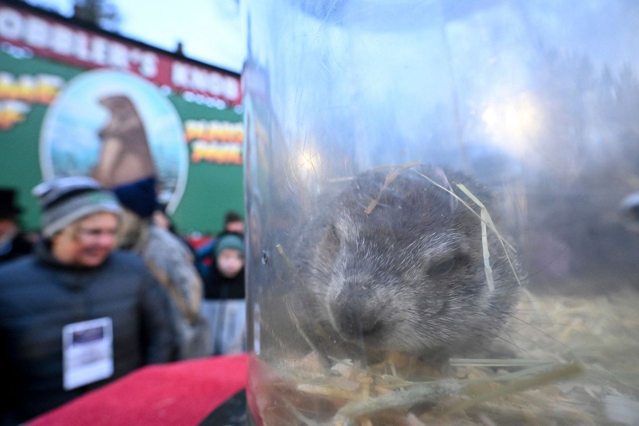 Punxsutawney Phil to emerge with his annual prediction about the end of ...