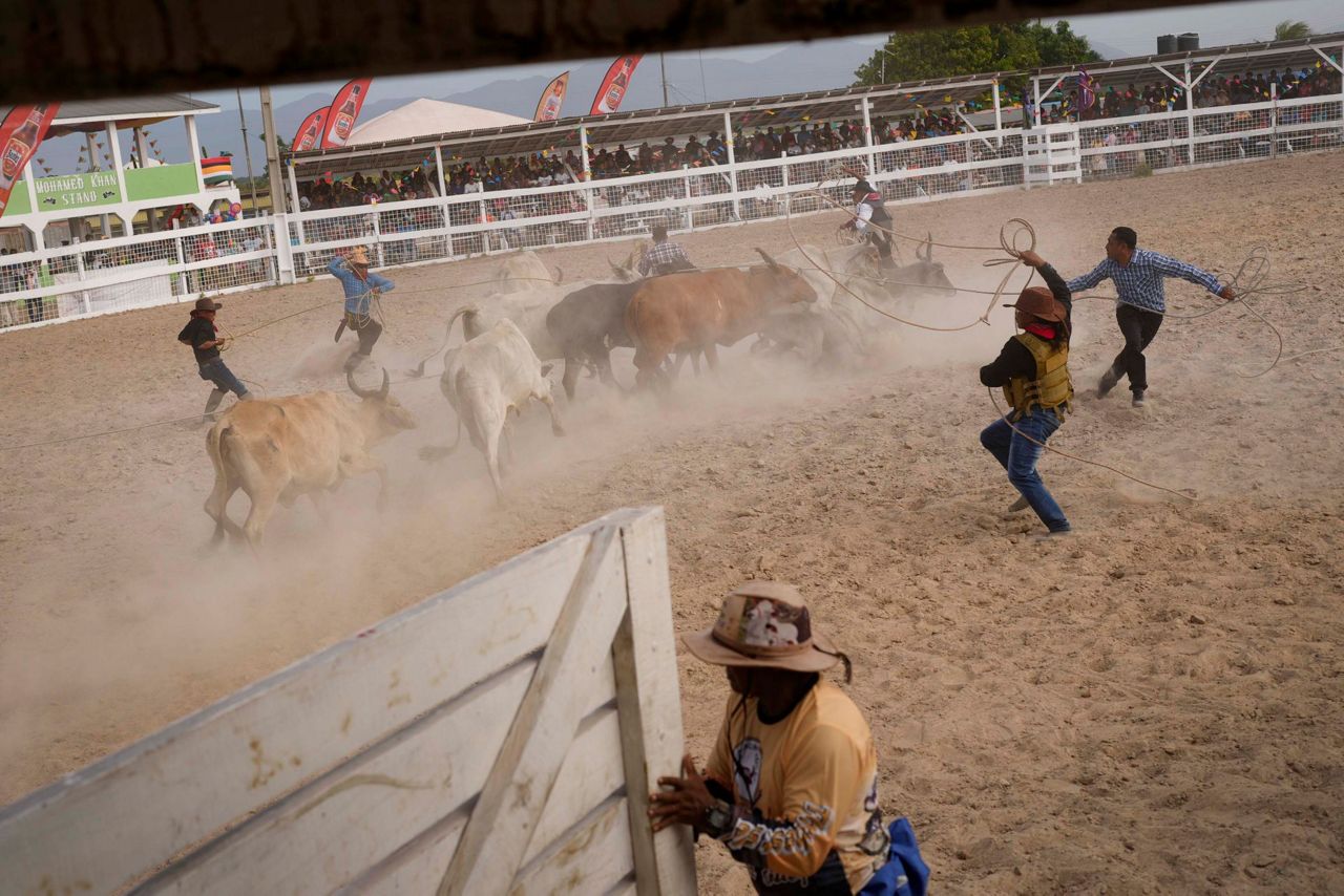 Guyana's Rupununi Rodeo celebrates local cowboy culture