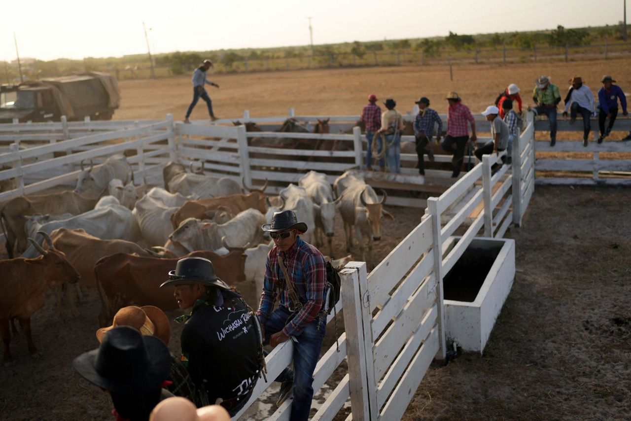 Guyana's Rupununi Rodeo celebrates local cowboy culture