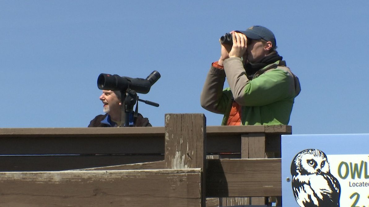 Hawk watchers see nature's beauty