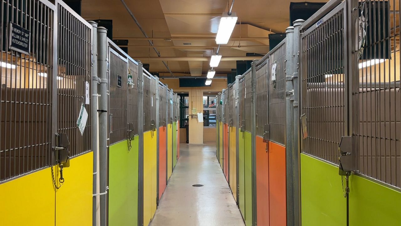 HAWS offers half-off adoption fees for dogs